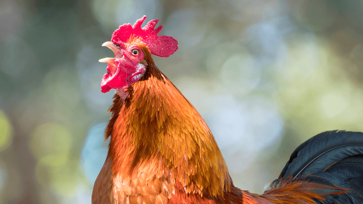 Poets Corner – March 2025 – Milang